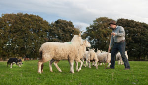 Irish Working Sheepdogs - Wicklow County Tourism
