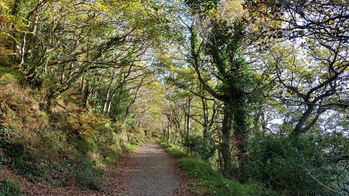 International Day of Forests: Discover Wicklow's Majestic Woodlands ...
