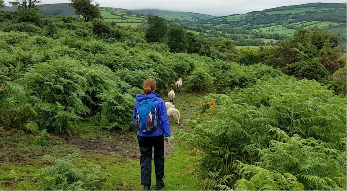 Wicklow Walks - Wicklow County Tourism