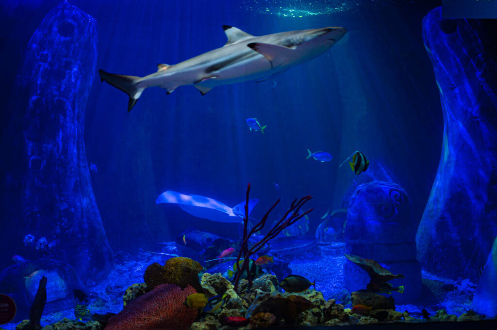 Bray's Top Things to See & Do - Wicklow County Tourism